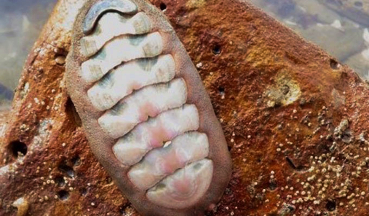 Clam Species Presumed Extinct For 40,000 Years Has Been Found Alive ...