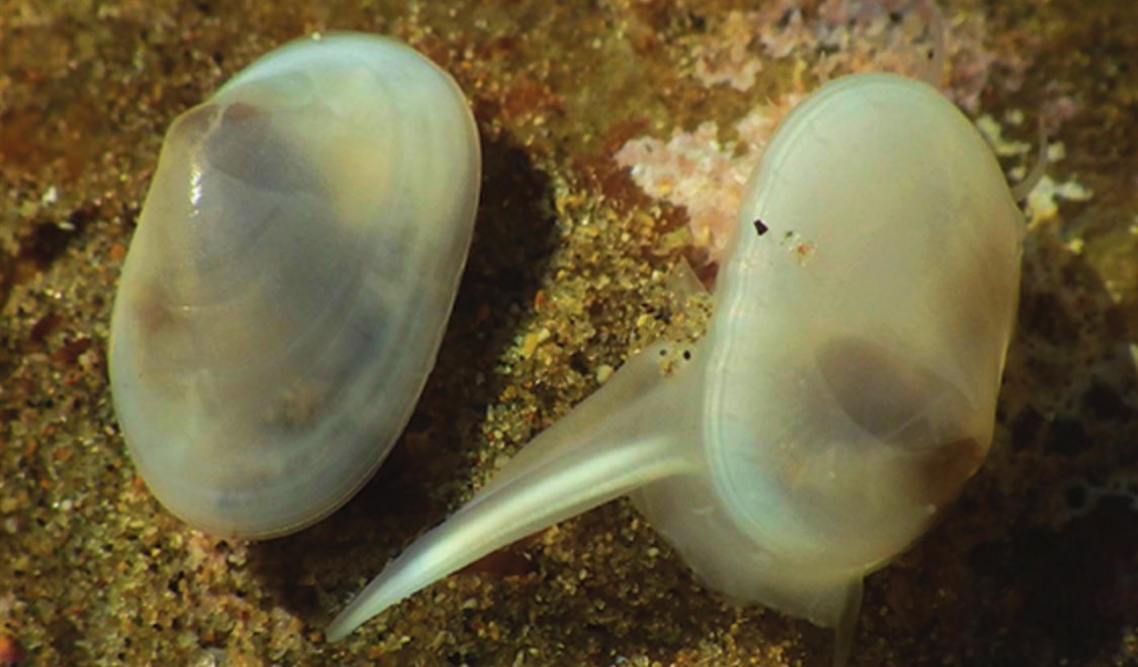 Clam Species Presumed Extinct For 40,000 Years Has Been Found Alive ...