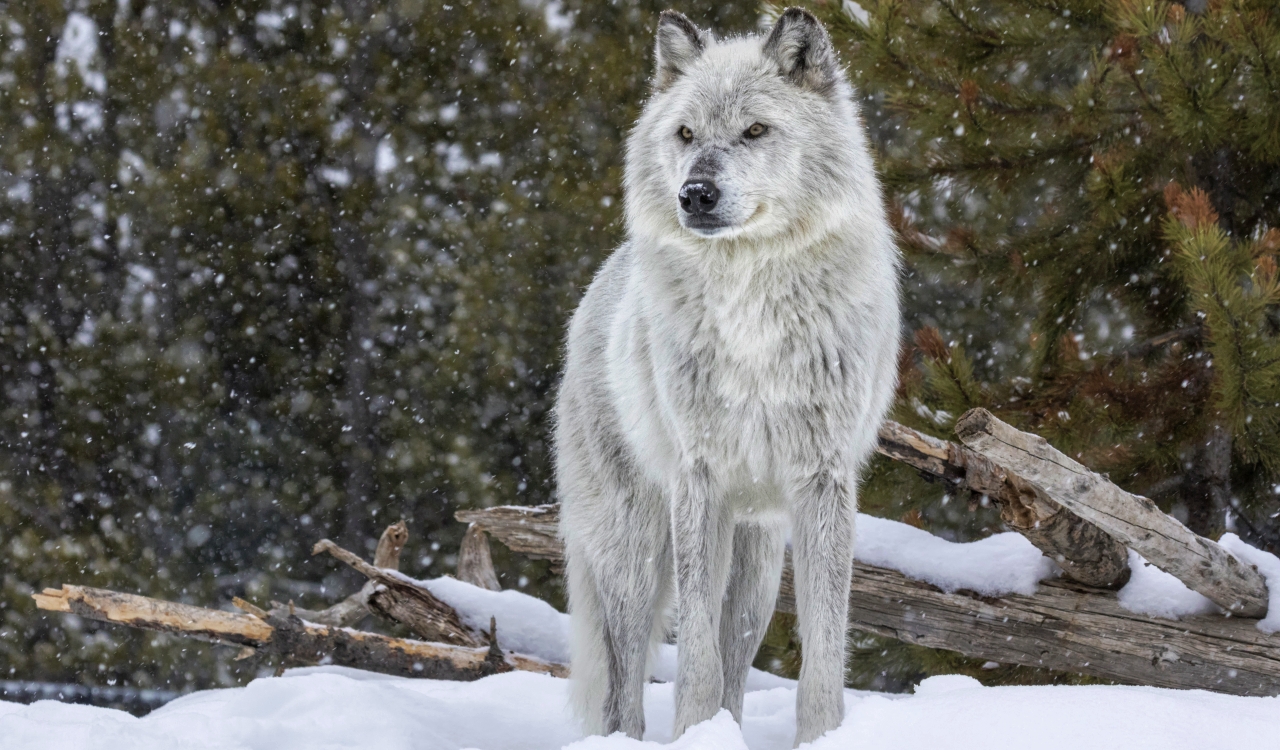 Rare Parasite Makes Wolves More Likely To Become Pack Leaders ...