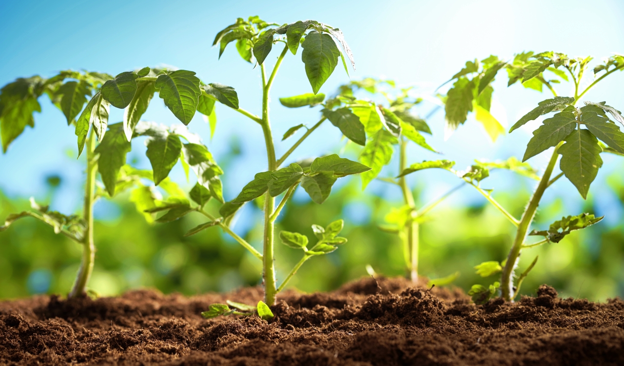 Photosynthesis Might Not Work The Way We Think, Researchers Find